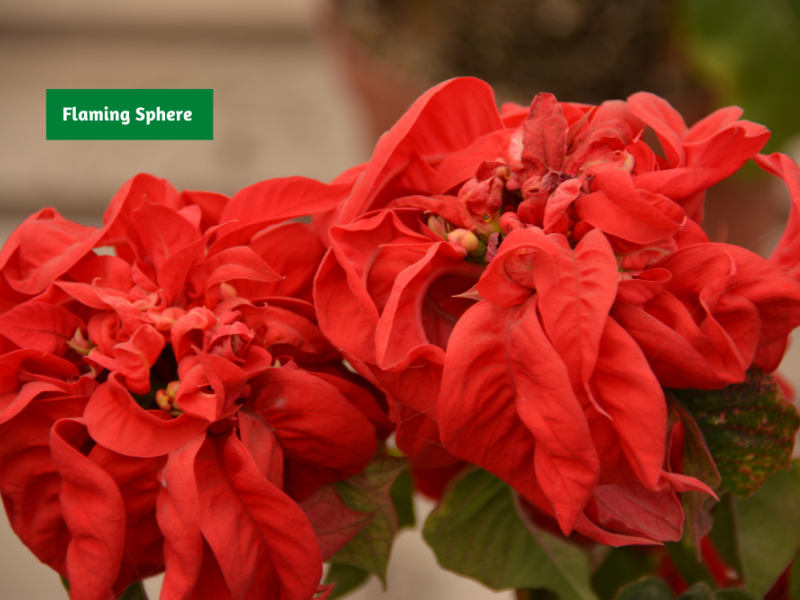Different Poinsettia Varieties | Flowers, Gardening | Blooming Secrets