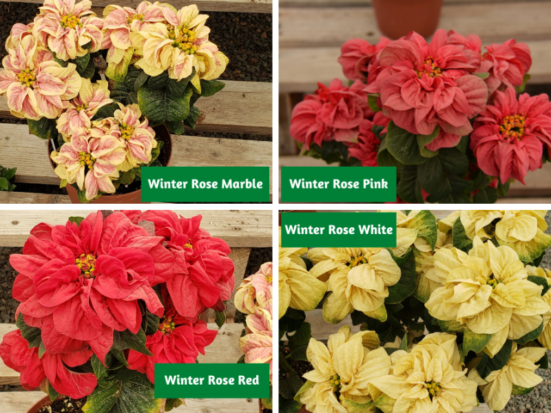 Different Poinsettia Varieties | Flowers, Gardening | Blooming Secrets