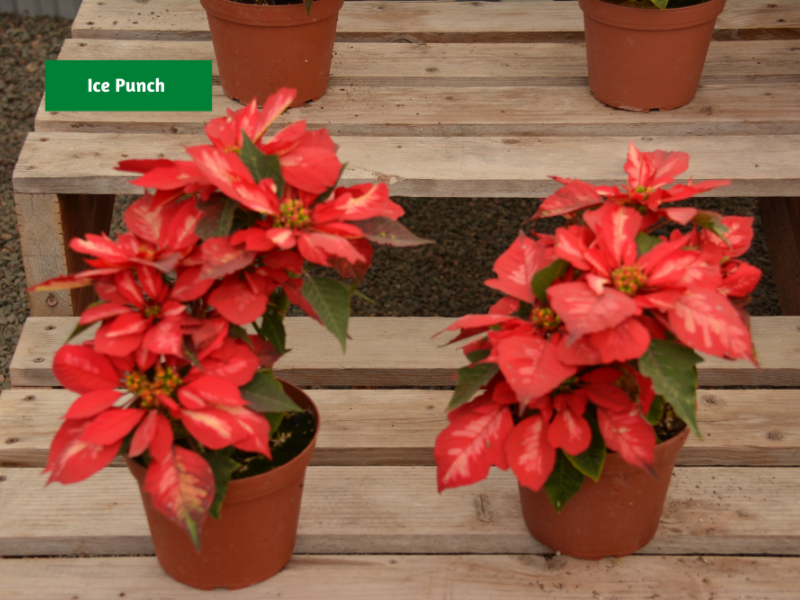Different Poinsettia Varieties | Flowers, Gardening | Blooming Secrets