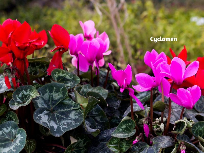 Make A Garden Merry And Bright | Flowers, Gardening | Blooming Secrets