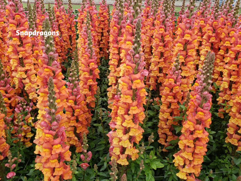 Make A Garden Merry And Bright | Flowers, Gardening | Blooming Secrets