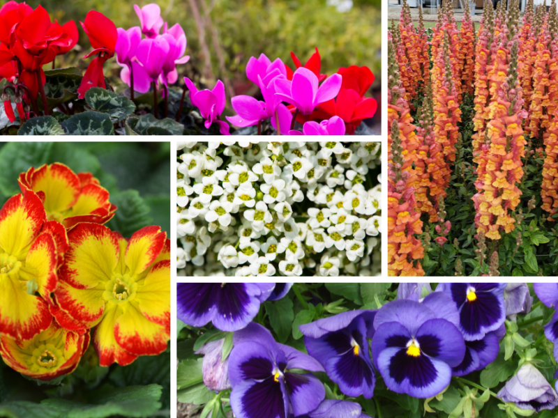 Make A Garden Merry And Bright | Flowers, Gardening | Blooming Secrets