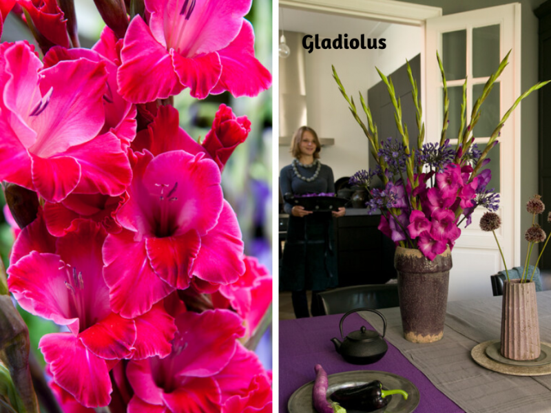 Using The Color Magenta In The Garden | Color, Gardening | Blooming Secrets