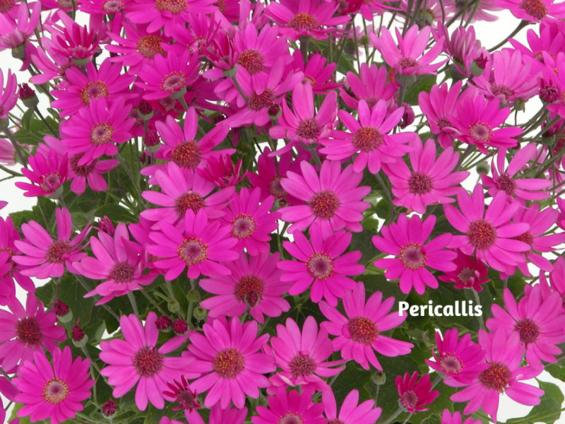 Using The Color Magenta In The Garden | Color, Gardening | Blooming Secrets