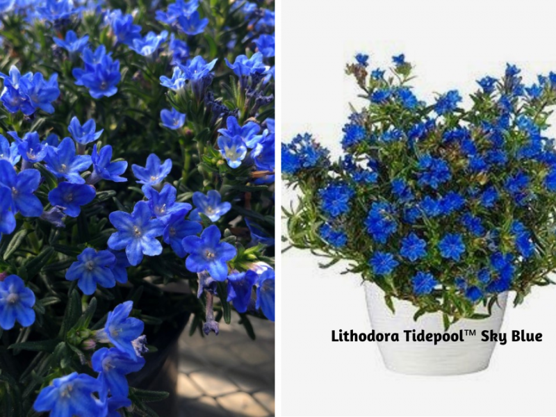 New Plants For 2023 | Flowers, Plants, Gardening | Blooming Secrets