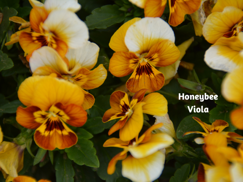 viola colours