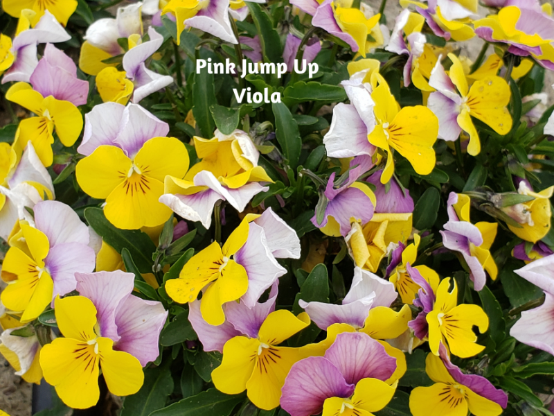 viola light requirements