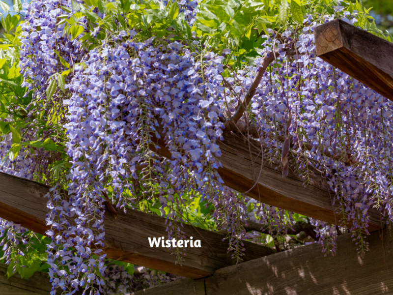 Get Creative With Climbing Plants | Flowers, Gardening | Blooming Secrets