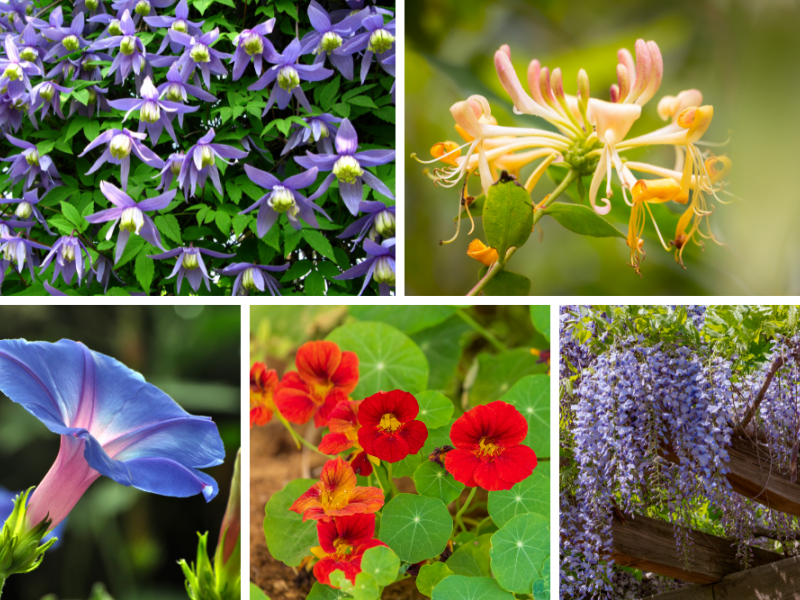 Get Creative With Climbing Plants | Flowers, Gardening | Blooming Secrets