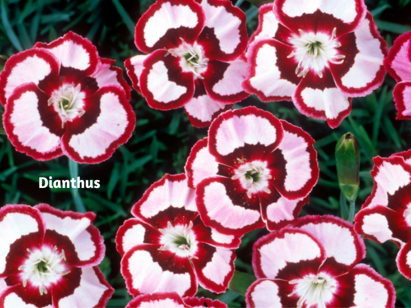 Colorful Cool Weather Flowers | Flower, Plant, Gardening | Blooming Secrets