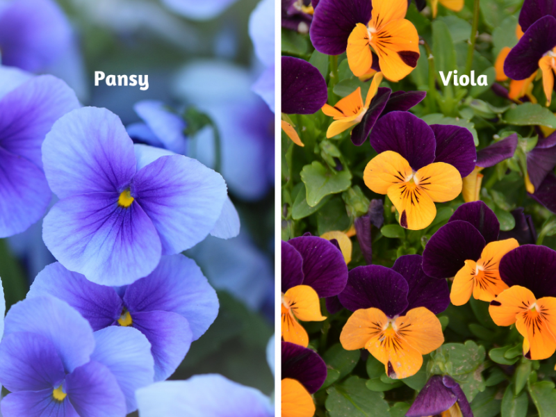 Colorful Cool Weather Flowers | Flower, Plant, Gardening | Blooming Secrets