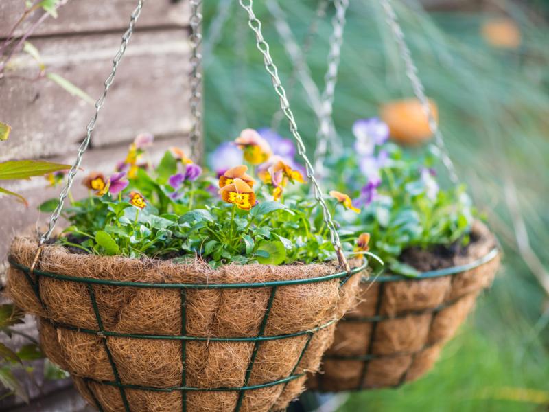 Care Of Hanging Containers | Plants, Maintain, Gardening | Blooming Secrets