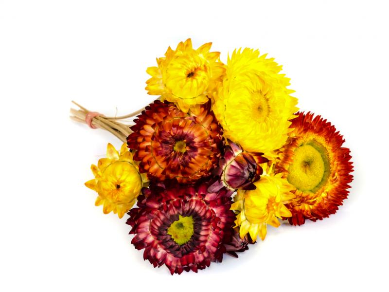 Growing and Planting Strawflowers | Flowers, Gardening | Blooming Secrets