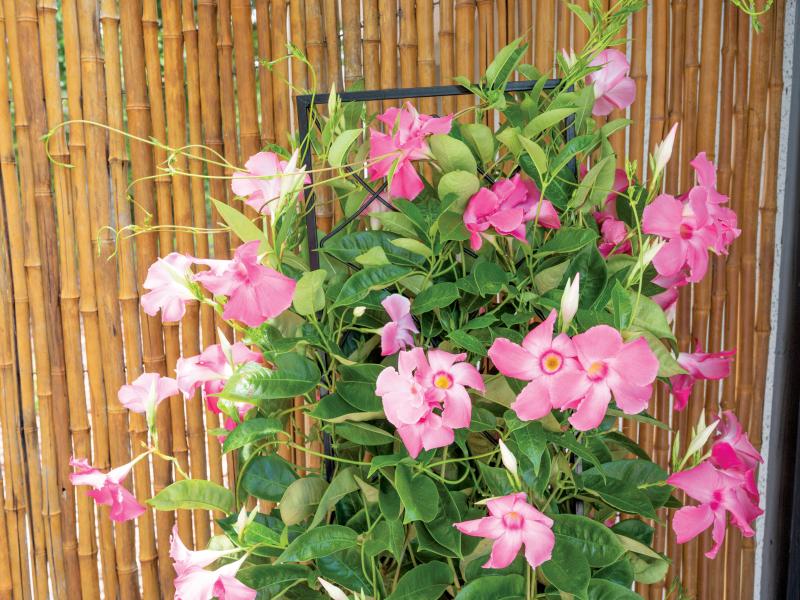 Growing Mandevilla Plants | Flower, Vine, Gardening | Blooming Secrets