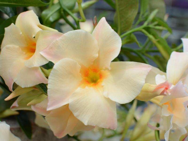 Growing Mandevilla Plants | Flower, Vine, Gardening | Blooming Secrets