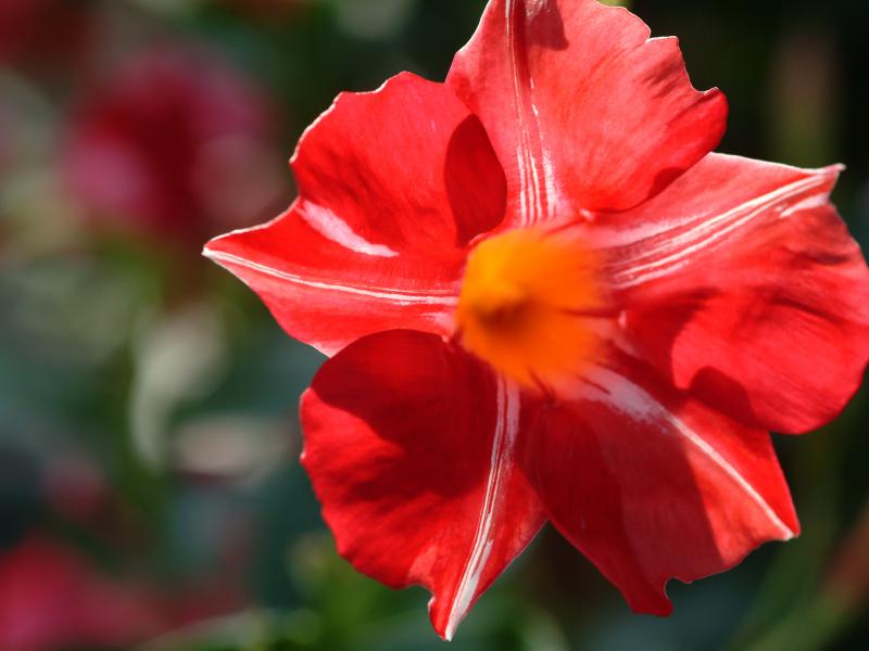 Growing Mandevilla Plants | Flower, Vine, Gardening | Blooming Secrets