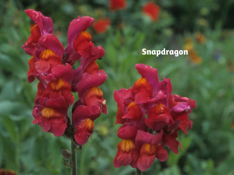 Petscaping Your Garden | Flowers, Plants, Gardening | Blooming Secrets