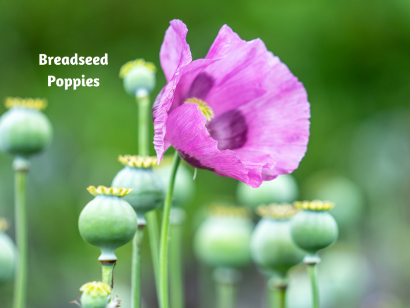 Hardy Annual Flowers | Annuals, Flowers, Garden | Blooming Secrets