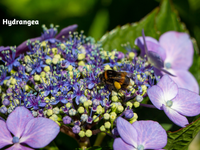 Colorful Flowers That Attract Pollinators | Gardening | Blooming Secrets