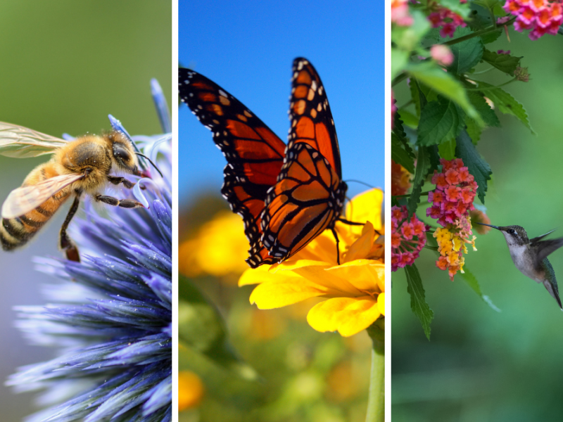 Colorful Flowers That Attract Pollinators | Gardening | Blooming Secrets