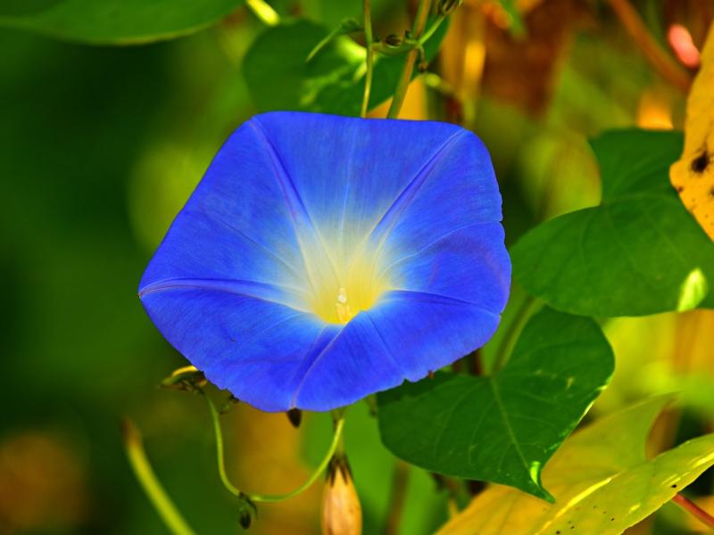Growing Morning Glory Plants | Vine, Flowers, Gardening | Blooming Secrets