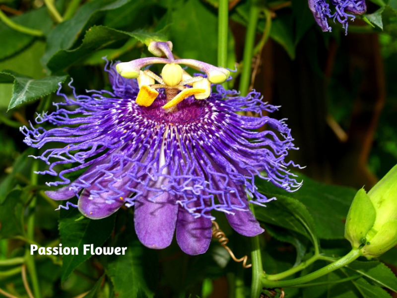 Go Vertical With The Vines | Vines, Flowers, Gardening | Blooming Secrets