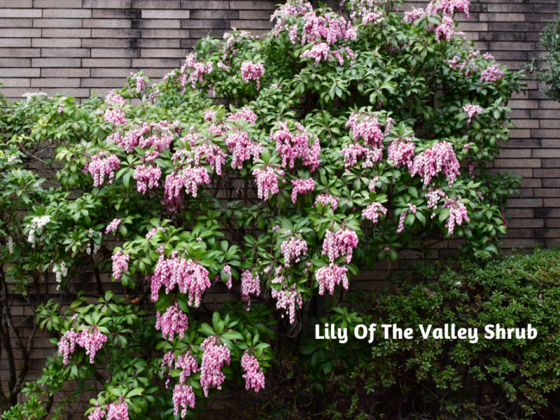 Shrubs To Beautify Your Garden | Flower, Gardening | Blooming Secrets