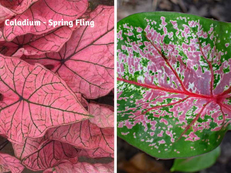 Pink Plants In The Garden | Flowers, Plants, Gardening | Blooming Secrets