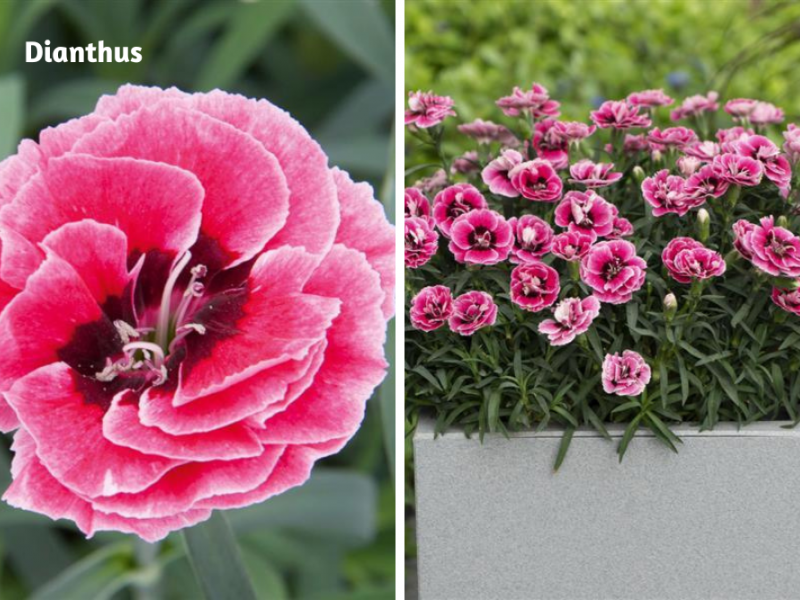 Pink Plants In The Garden | Flowers, Plants, Gardening | Blooming Secrets