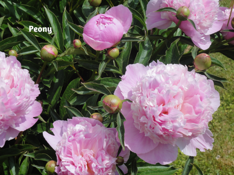 Pink Plants In The Garden | Flowers, Plants, Gardening | Blooming Secrets
