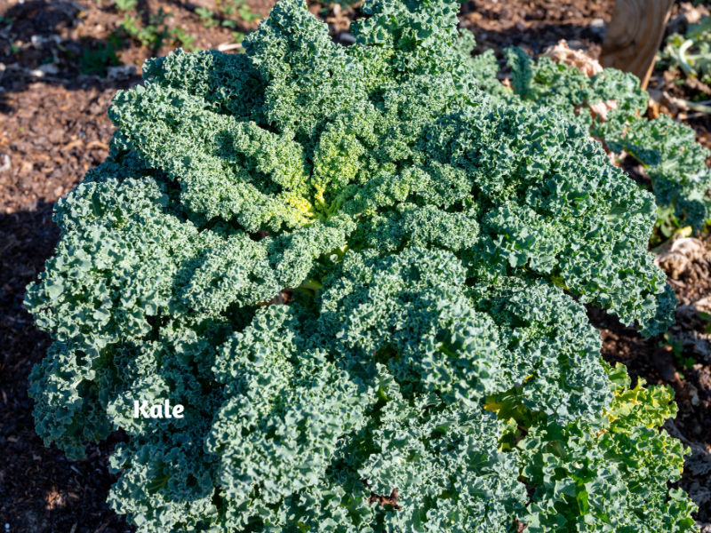 Planning For A Fall Harvest | Vegetables, Gardening | Blooming Secrets