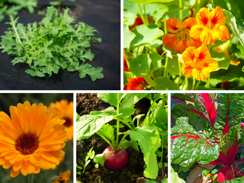 Seeds To Sow In Your Garden | Flowers, Plants, Gardening | Blooming Secrets