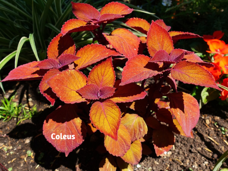Foliage For Your Fall Garden | Plant, Foliage, Gardening | Blooming Secrets