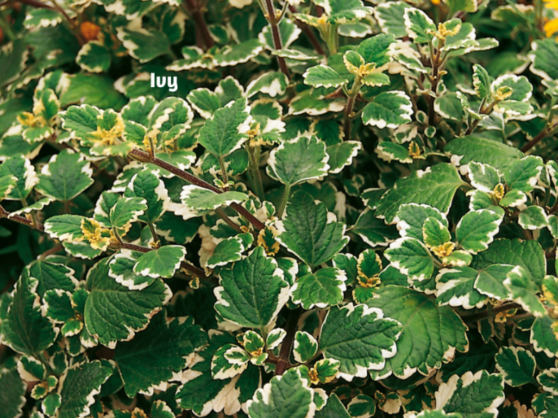 Foliage For Your Fall Garden | Plant, Foliage, Gardening | Blooming Secrets