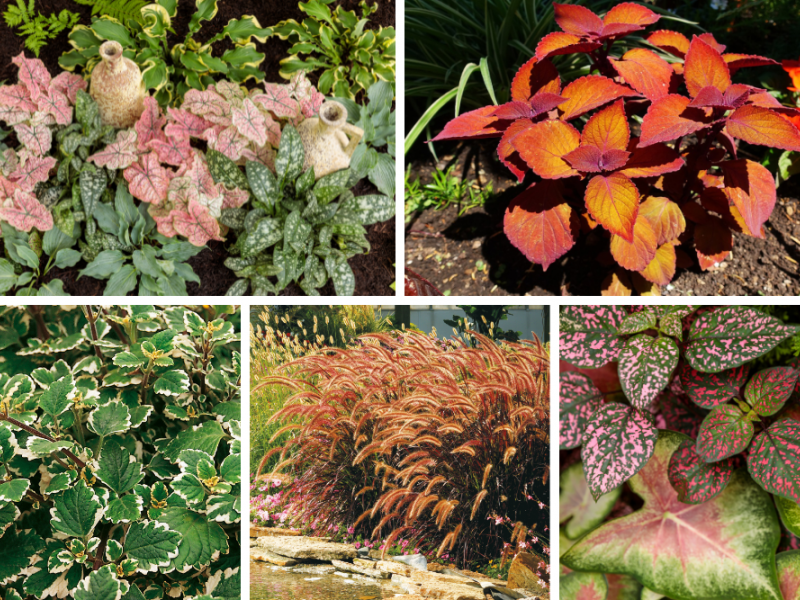 Foliage For Your Fall Garden | Plant, Foliage, Gardening | Blooming Secrets
