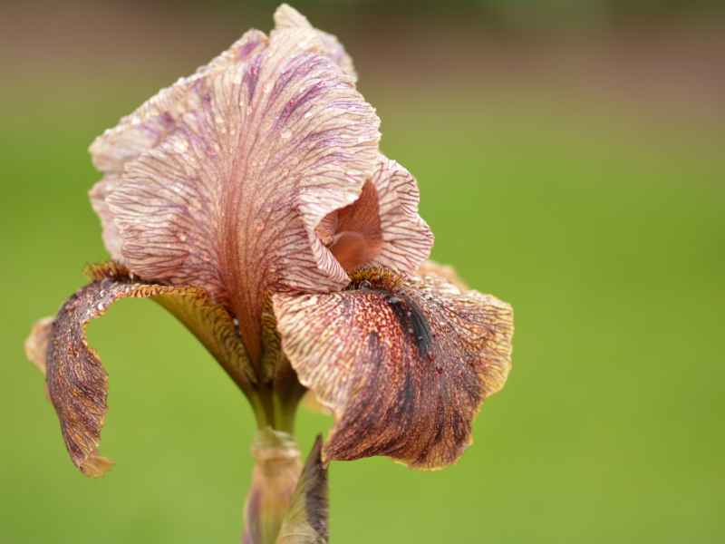 Reblooming Bearded Irises Growing Tips | Iris, Gardening | Blooming Secrets
