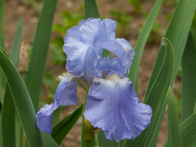 Reblooming Bearded Irises Growing Tips | Iris, Gardening | Blooming Secrets