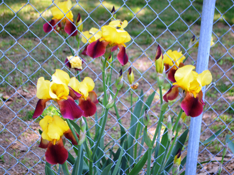 Reblooming Bearded Irises Growing Tips | Iris, Gardening | Blooming Secrets
