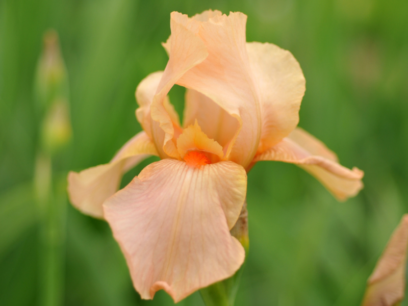 Reblooming Bearded Irises Growing Tips | Iris, Gardening | Blooming Secrets
