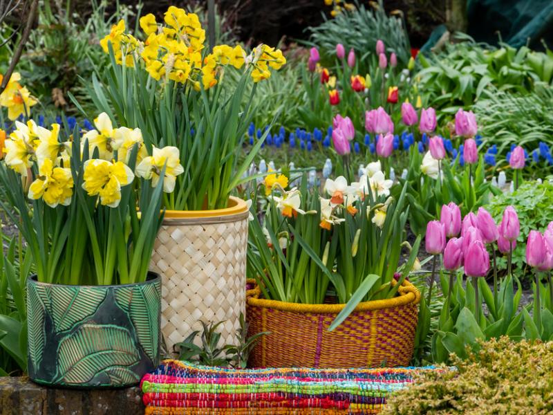 Create A Spring Garden With Flower Bulbs | Gardening | Blooming Secrets