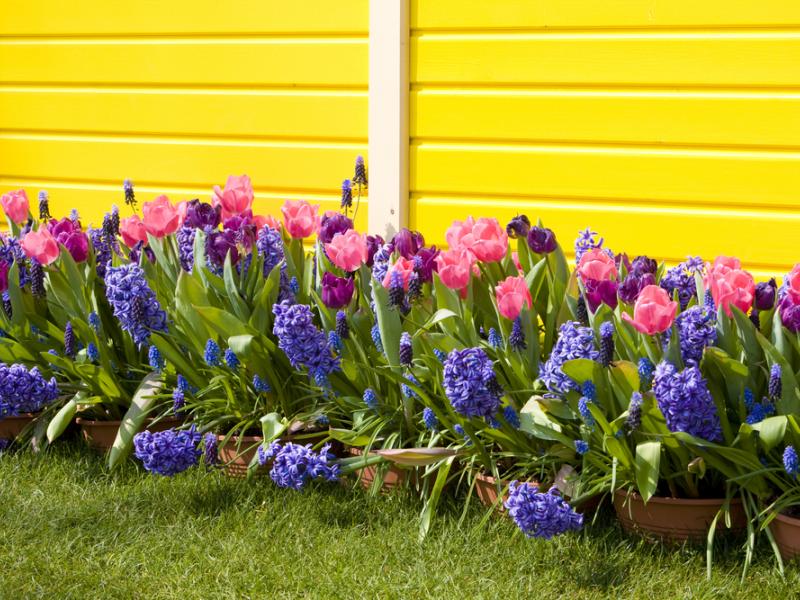 Create A Spring Garden With Flower Bulbs | Gardening | Blooming Secrets