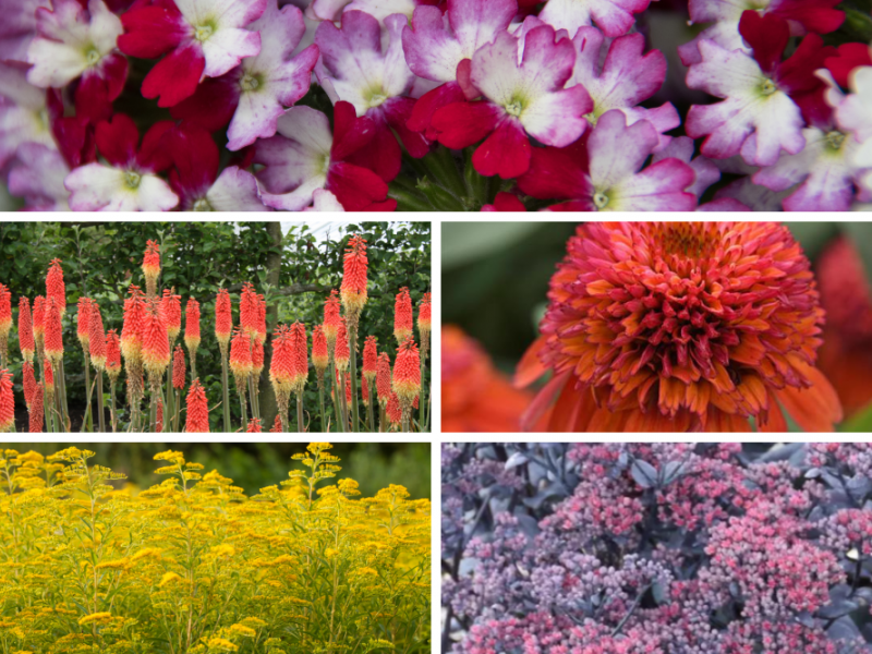 Top Perennials For 2023 | Flowers, Plants, Gardening | Blooming Secrets