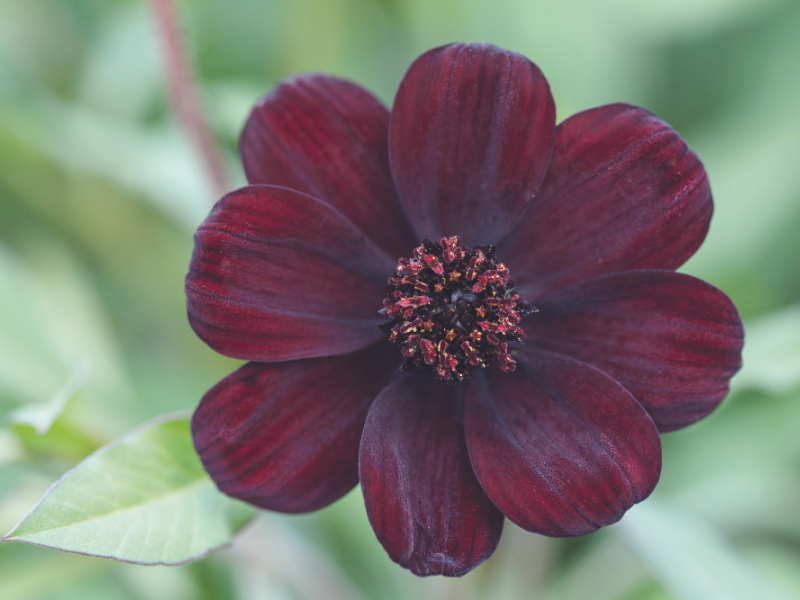 Top Annual Plants For 2023 | Flowers, Plants, Gardening | Blooming Secrets