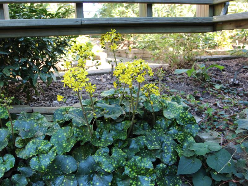 Growing The Giant Leopard Plant | Perennial, Gardening | Blooming Secrets