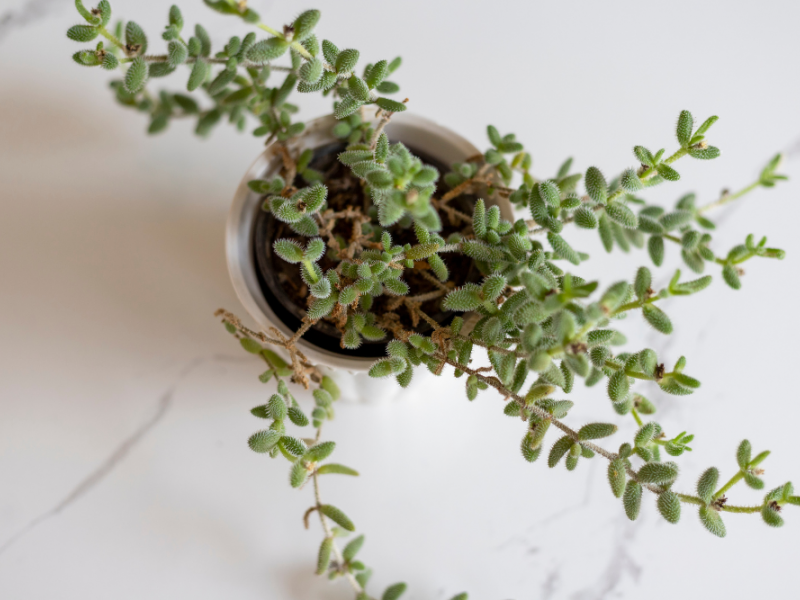 How To Grow Pickle Plants | Succulent, Plant, Gardening | Blooming Secrets