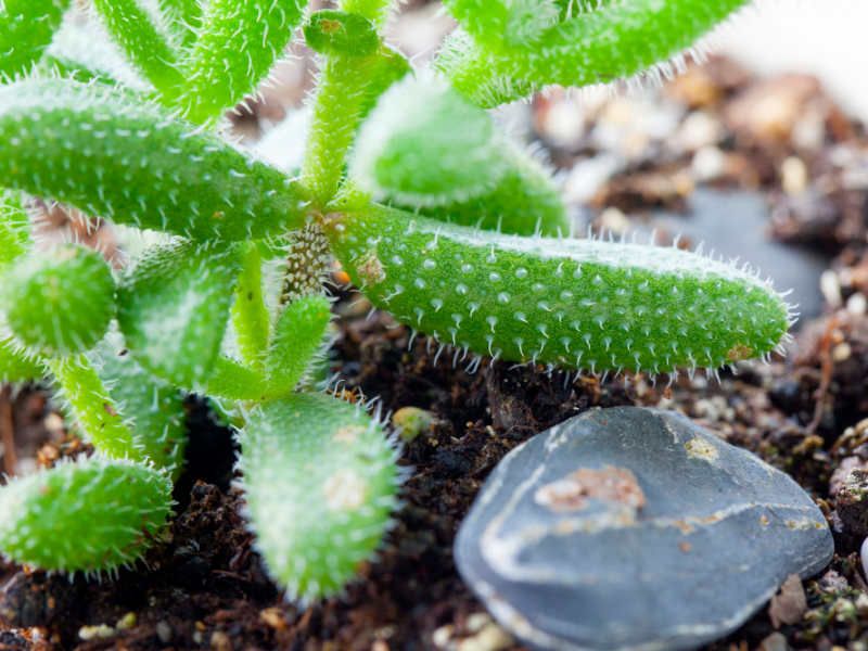 How To Grow Pickle Plants | Succulent, Plant, Gardening | Blooming Secrets
