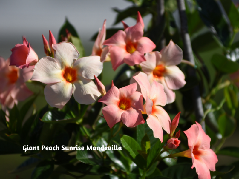 Beautiful Peach Flowers For Your Garden | Gardening | Blooming Secrets