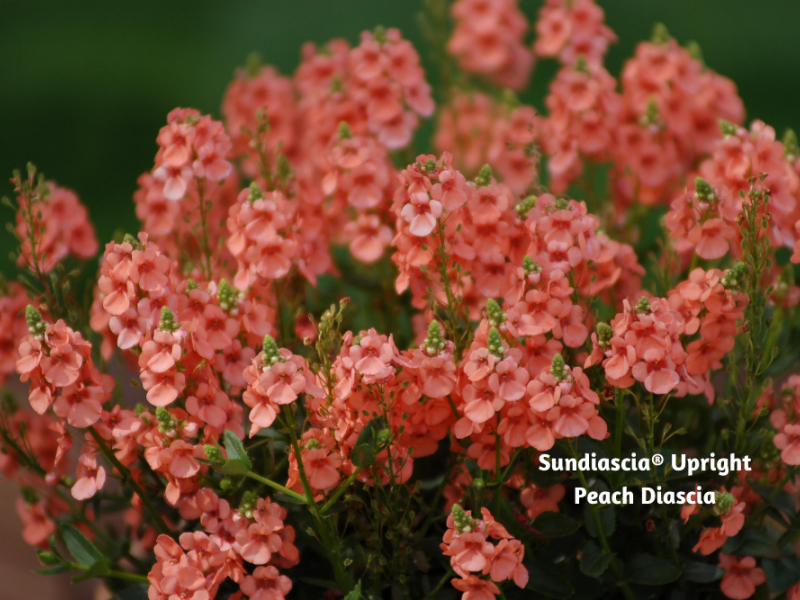 Beautiful Peach Flowers For Your Garden | Gardening | Blooming Secrets