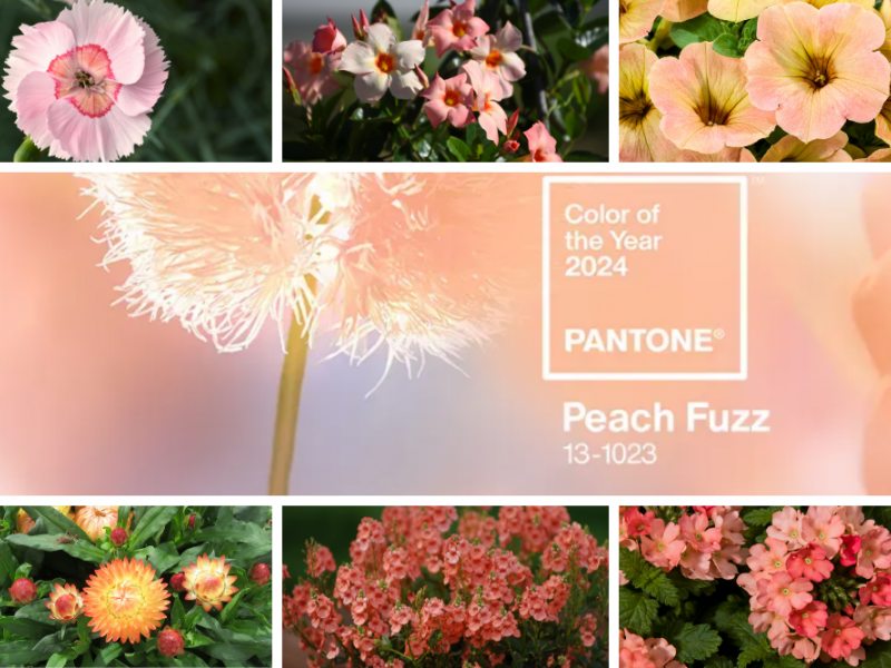 Beautiful Peach Flowers For Your Garden | Gardening | Blooming Secrets