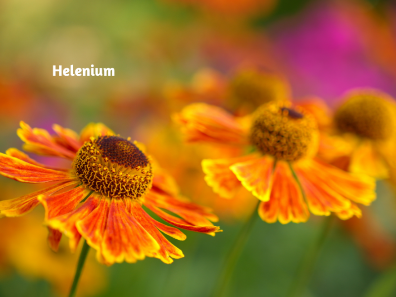 Easy To Care For And Low Maintenance Flowers | Gardening | Blooming Secrets